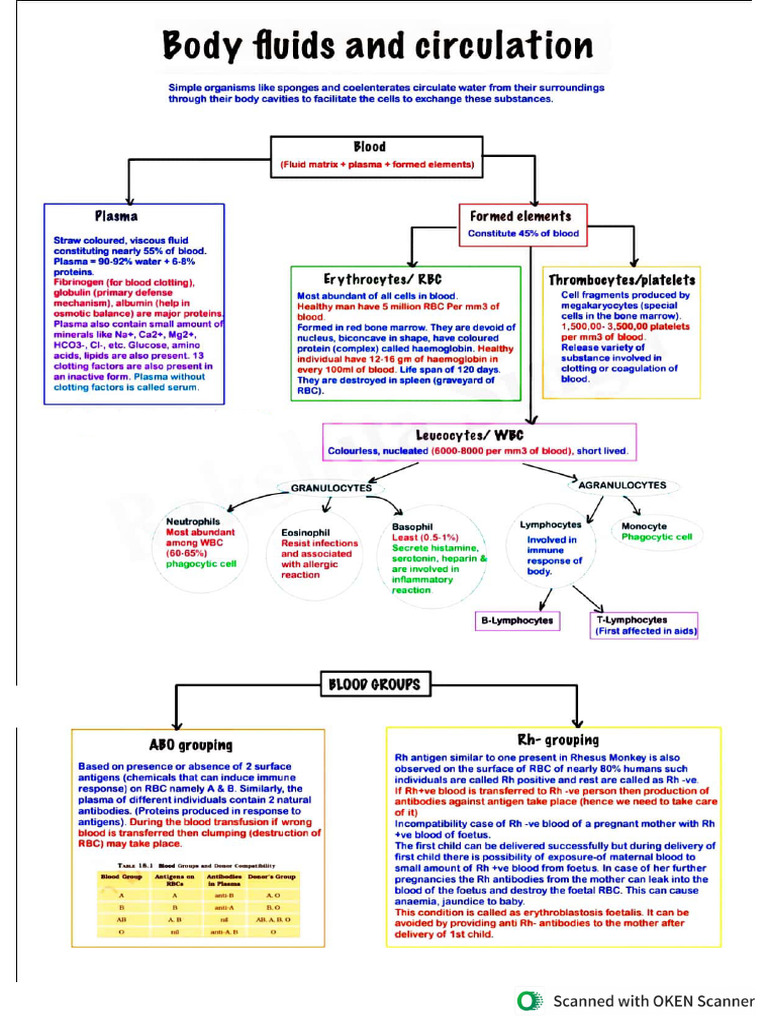 Body Fluids & Circulation Mind Maps | PDF