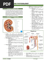 Urinary System | PDF | Kidney | Urinary System