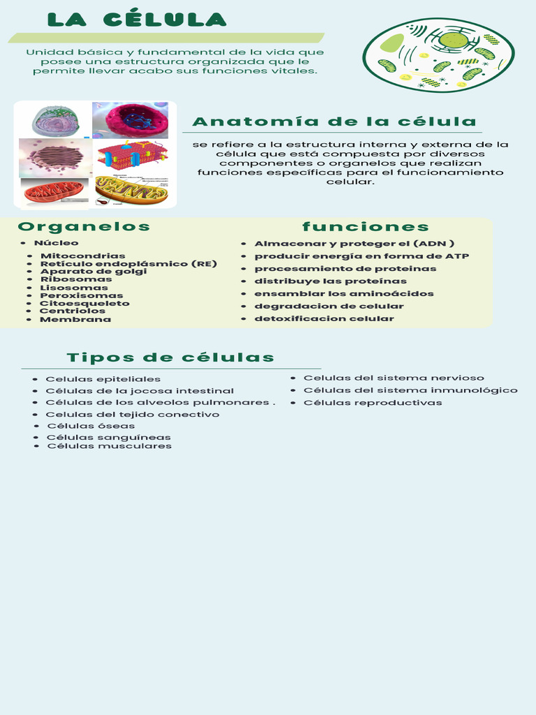 Infografia de La Celula.pdf | PDF