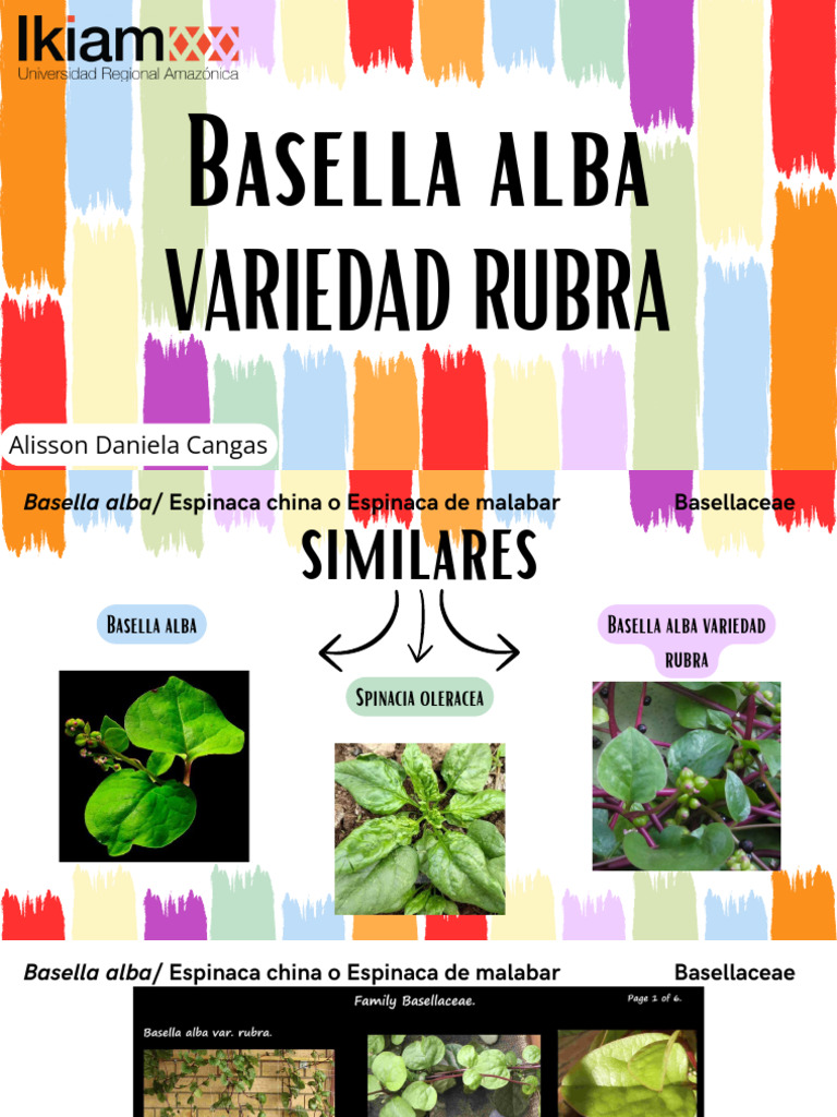 Basella alba: Usos y Receta de Empanadas | PDF | Espinacas | Dieta y ...