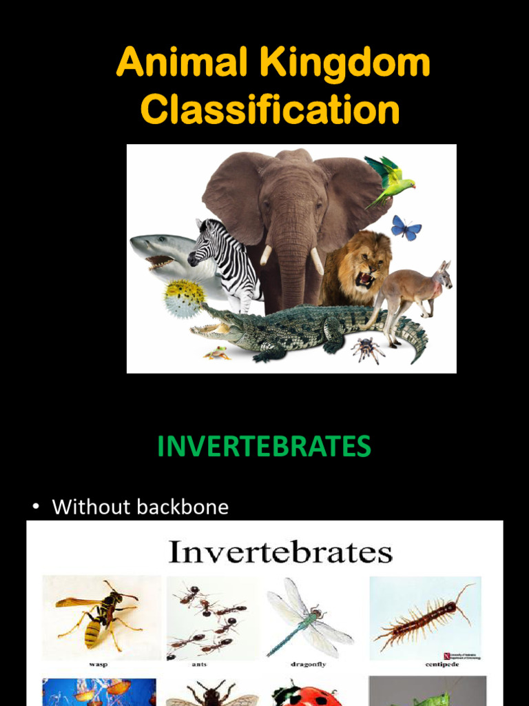 Animal Kingdom Vertebrates Classification PPT | PDF