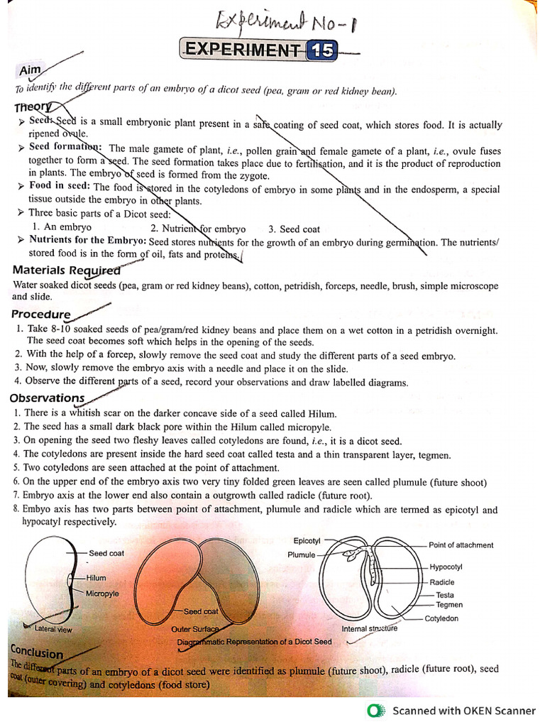 Biology Practical File Work | PDF