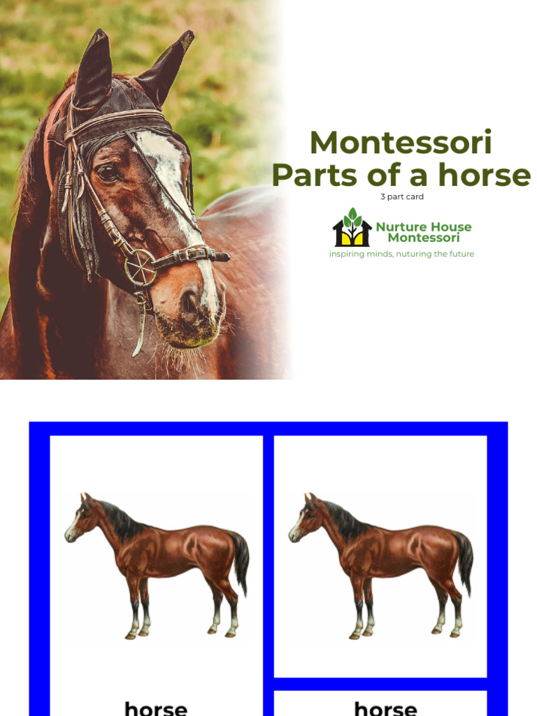 Horse Body Parts for Kids | PDF