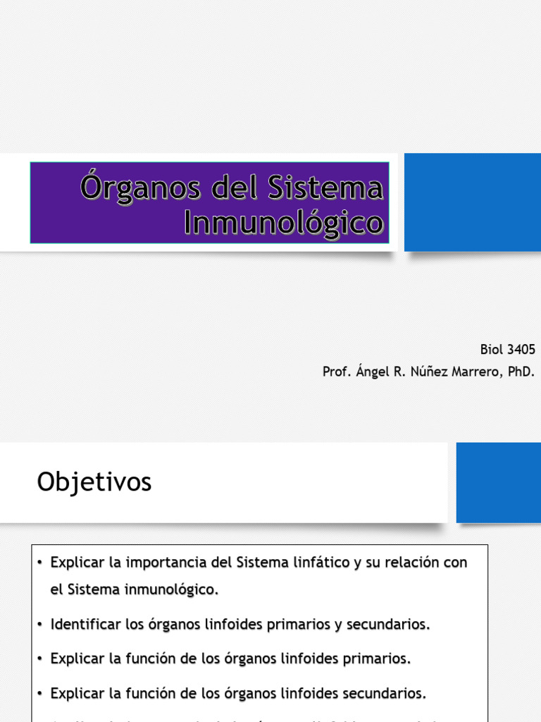 Órganos Del Sistema Inmunológico | PDF | Sistema linfático | Linfocitos