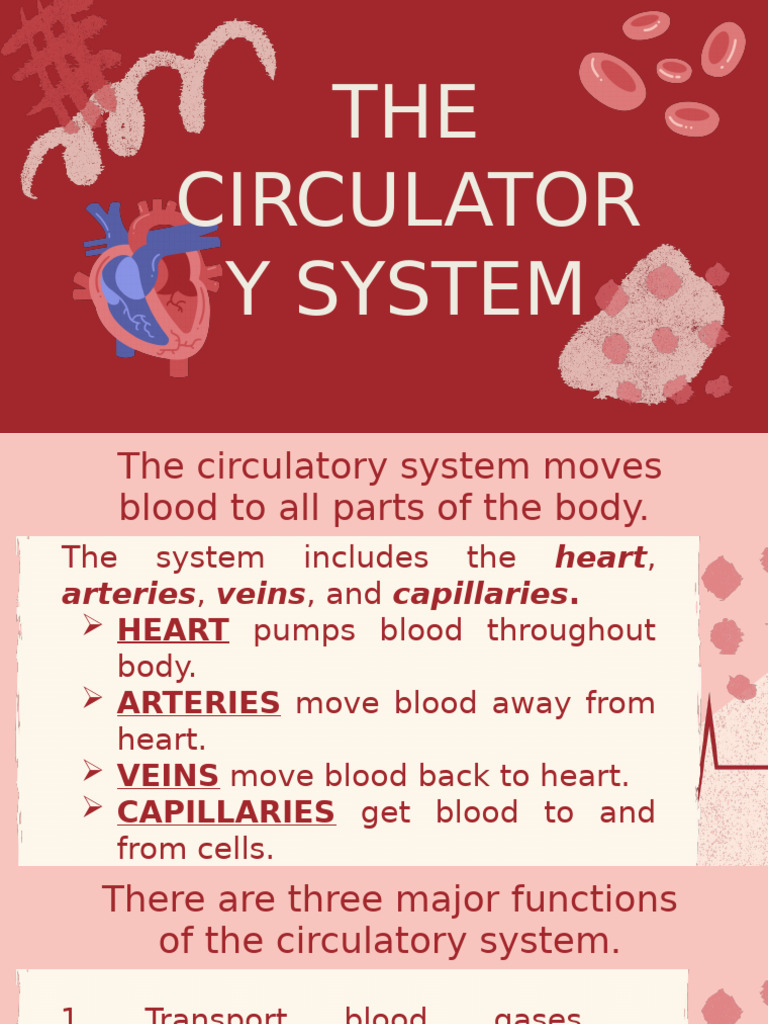 The Circulatory System | PDF | Heart | Circulatory System