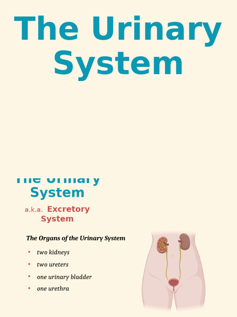 The Urinary System | PDF | Kidney | Abdomen