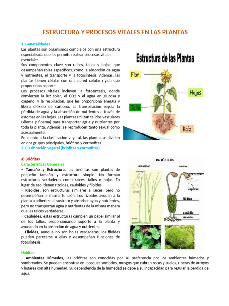 Estructuras y Procesos de Las Plantas | PDF | Raíz | Plantas