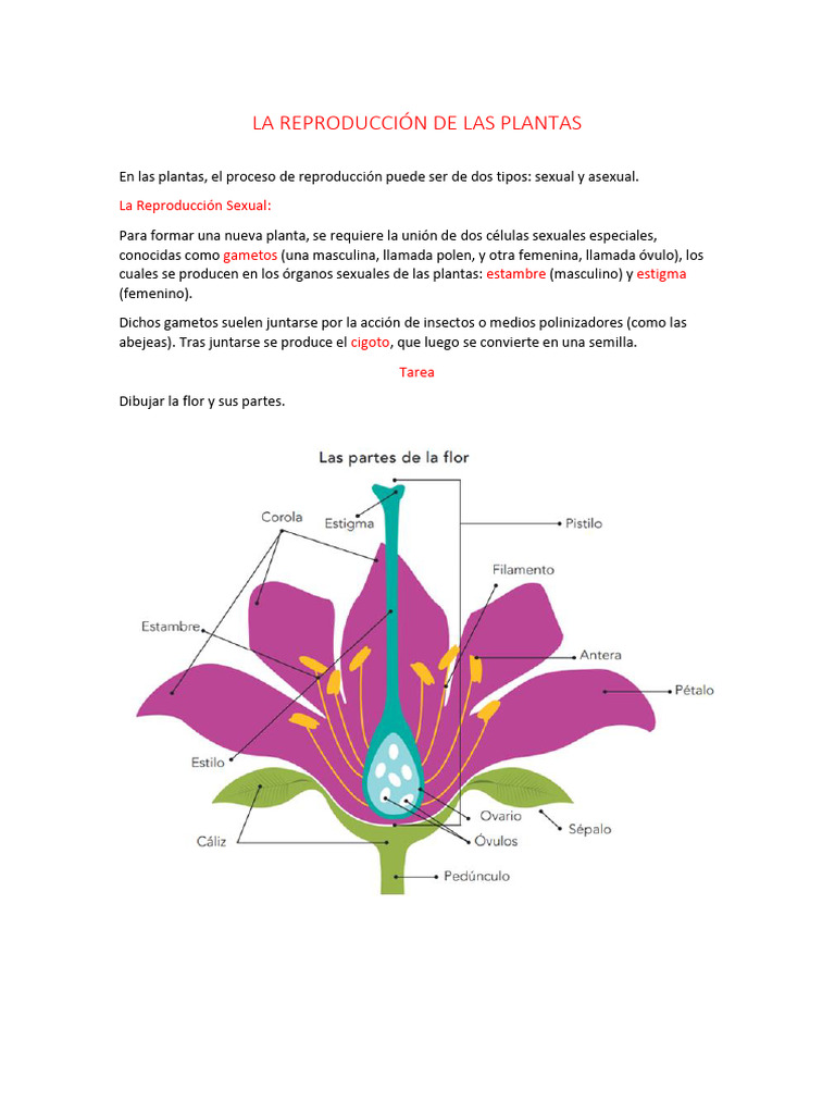 La Reproducción de Las Plantas | PDF