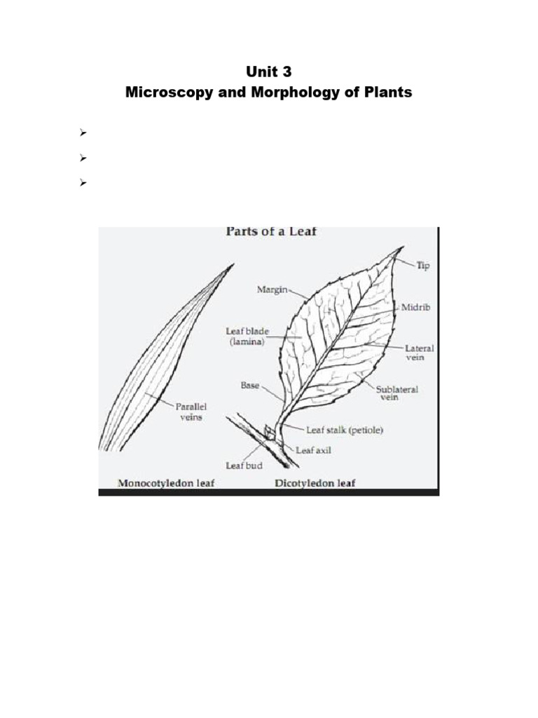 Microscopy and Morphology of Plants (New) | PDF | Leaf | Plant Stem