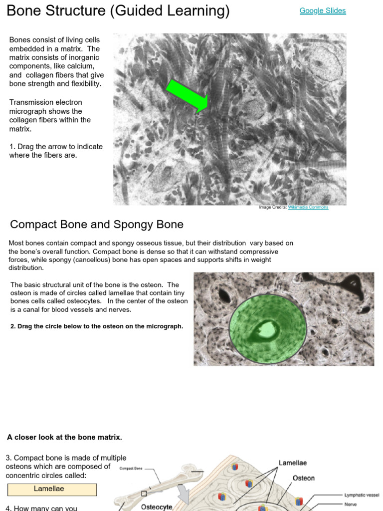 Bone Structures (Guided) (1) - 1 PDF | PDF | Bone | Osteoblast