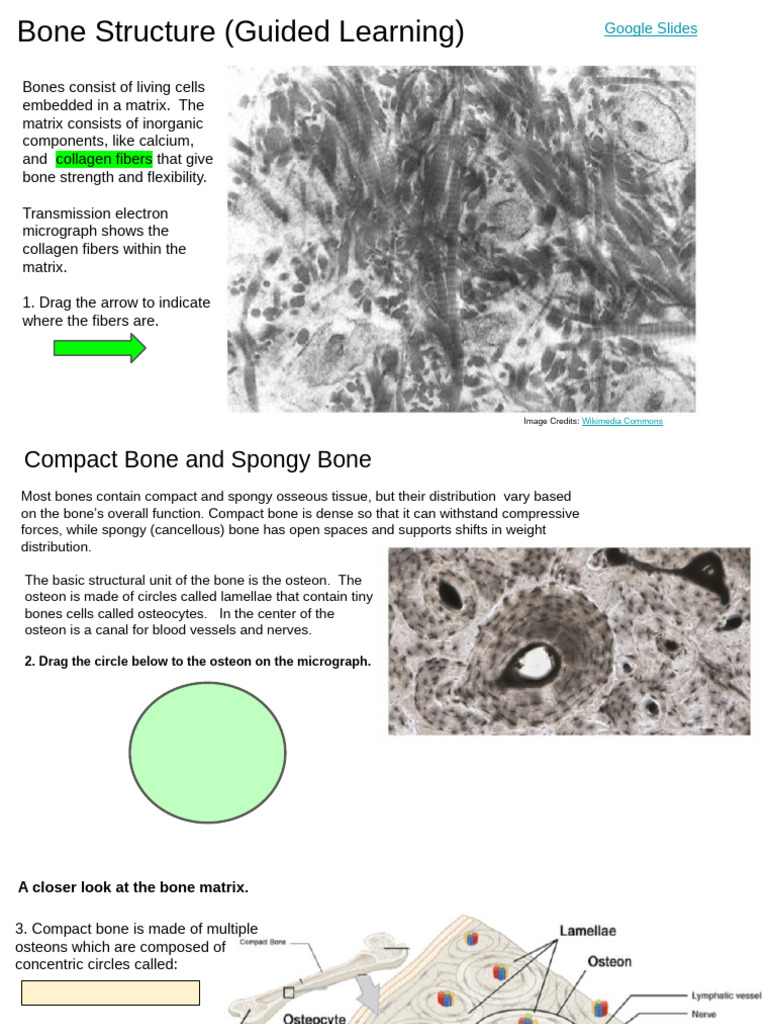 Bone Structures (Guided) (1) - 1 | PDF | Bone | Osteoblast