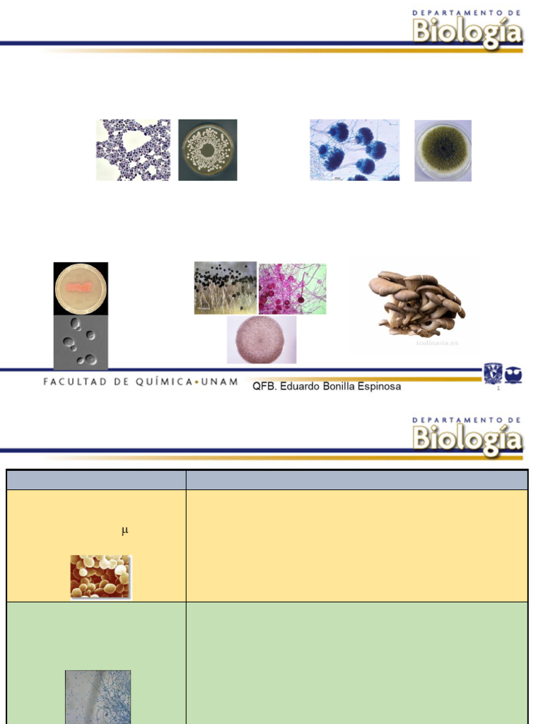 T07 Hongos 241 | PDF | Hongo | Molde