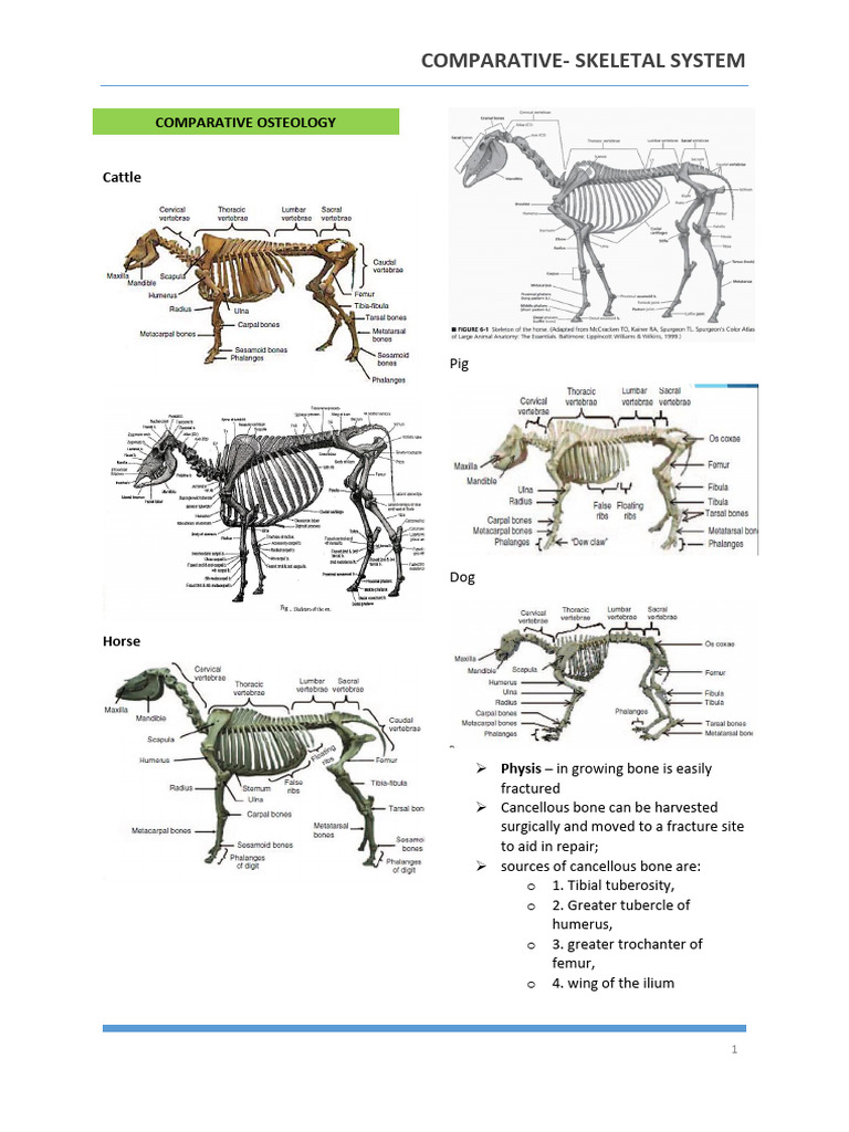[COMPARATIVE] Chap. 3 SKELETAL SYSTEM | PDF | Vertebra | Vertebral Column