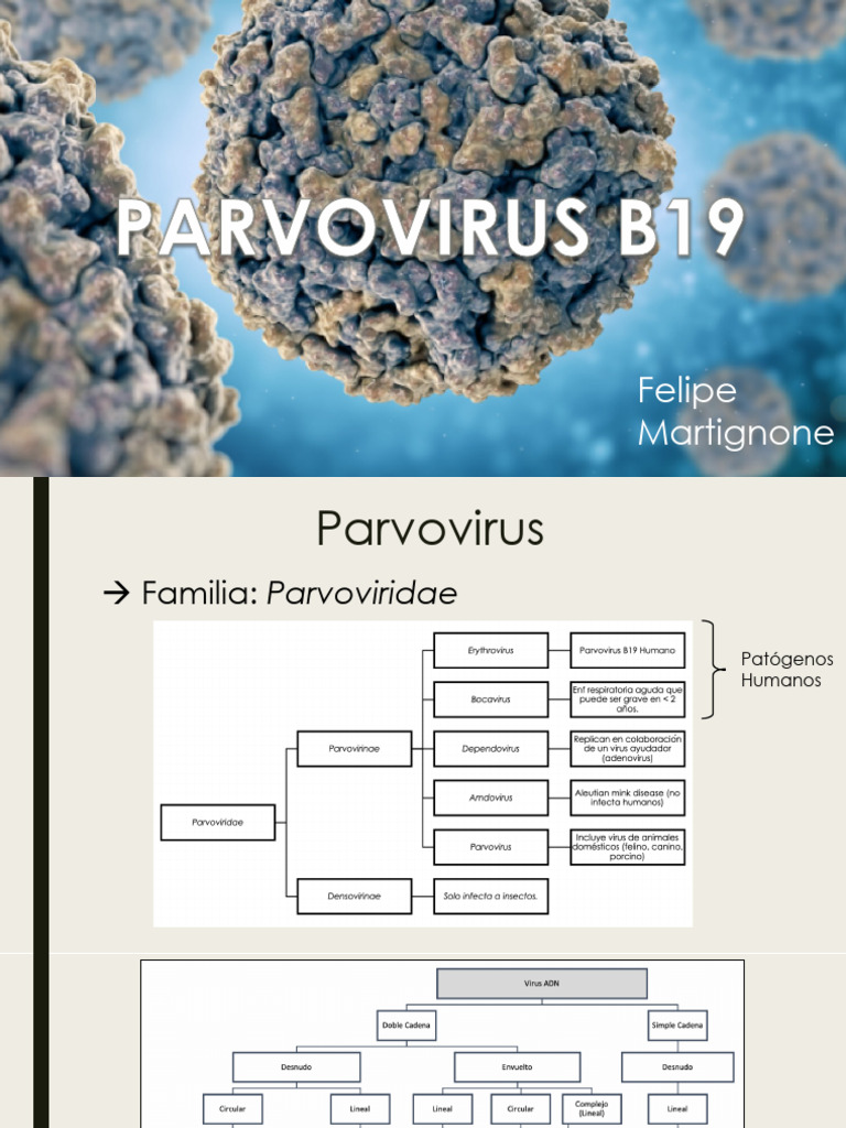 Clase Parvovirus B19 PDF | PDF | Virus | Medicina CLINICA