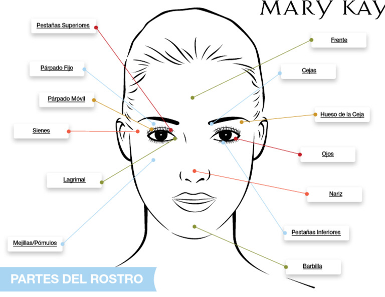 Partes de La Cara V2 1 | PDF