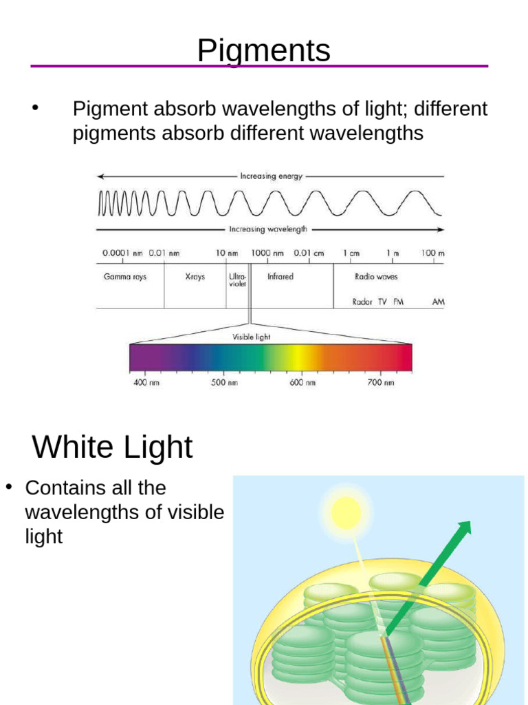 Understanding Pigments and Photosynthesis | PDF | Photosynthesis ...