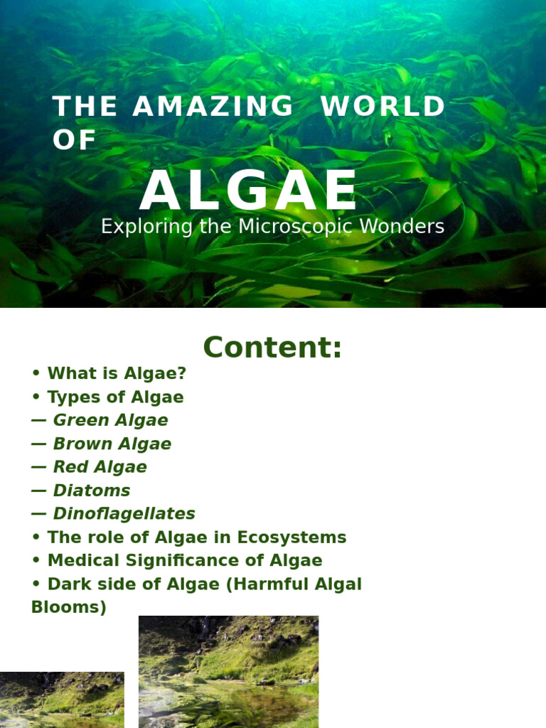 MICROPARA-ALGAE | PDF | Algae | Biology