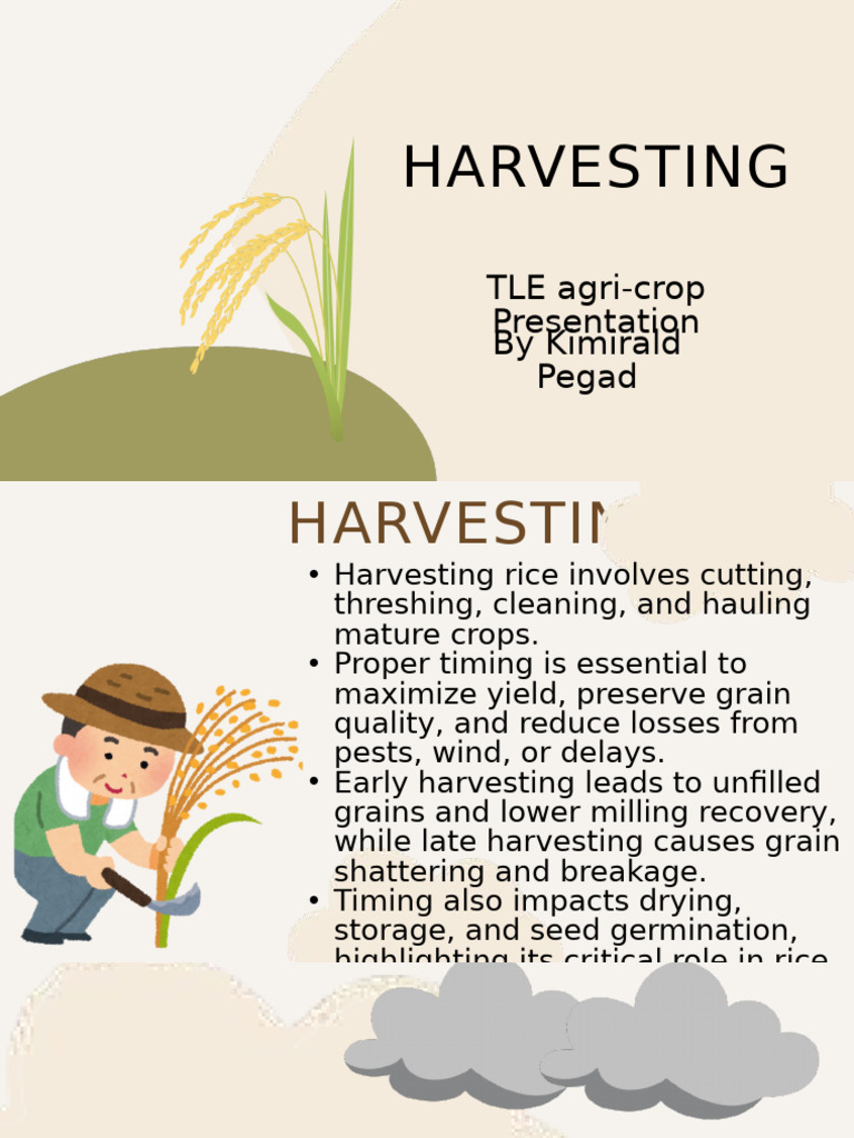 Inbound 3729900241765888317 | PDF | Rice | Harvest