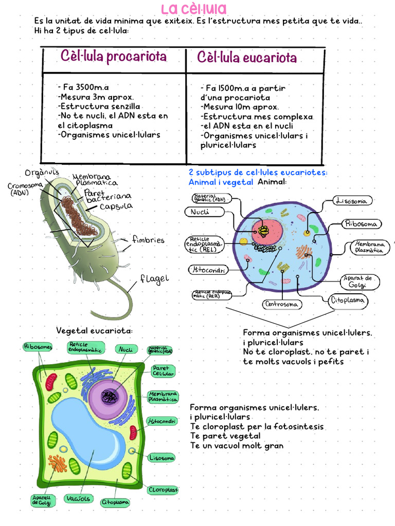 biogero Pre-1r trimestre (les cel·lules i teixits) | PDF