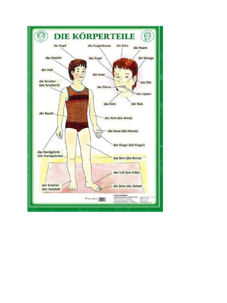 Korperteile BILD | PDF