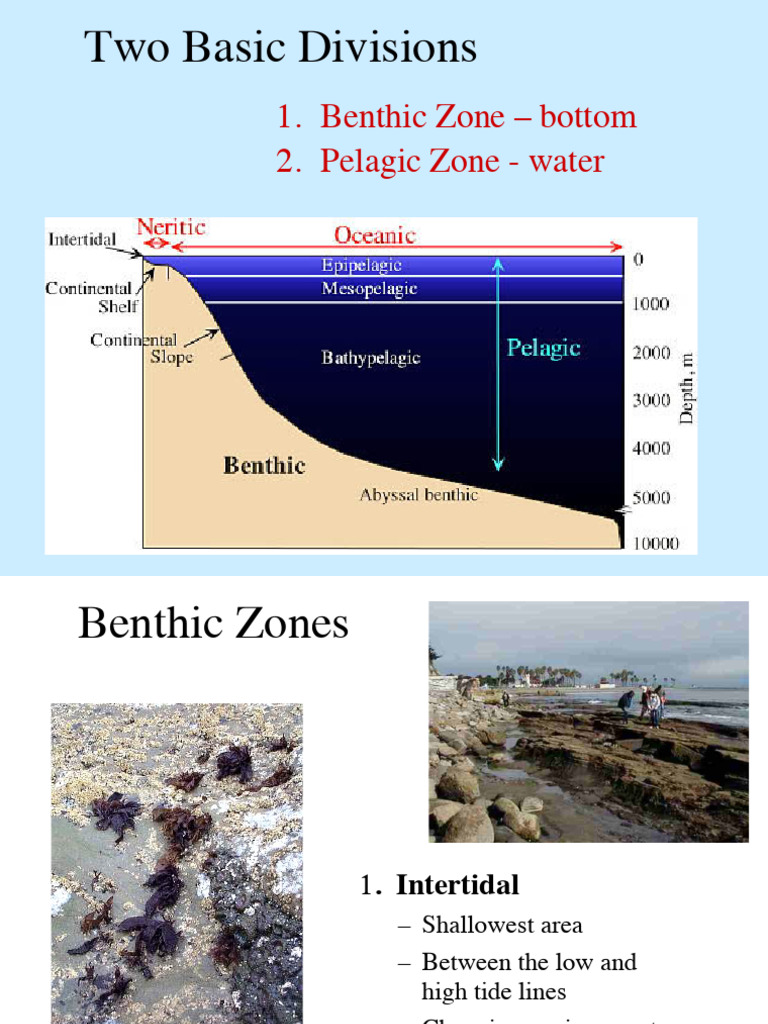 Ocean Zones Presentation | PDF | Benthic Zone | Physical Geography