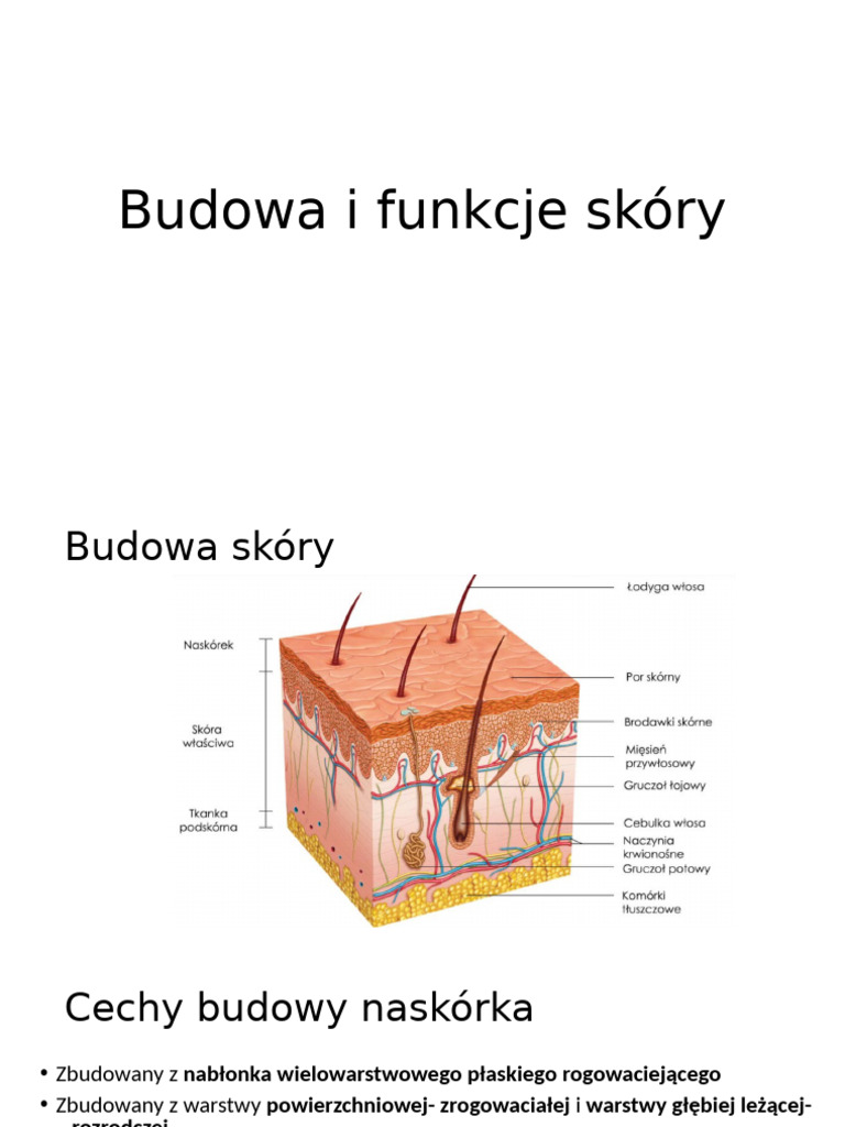 Budowa I Funkcje Skóry | PDF