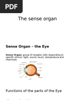 IGCSE Eye: Sense Organs Overview | PDF | Eye | Retina