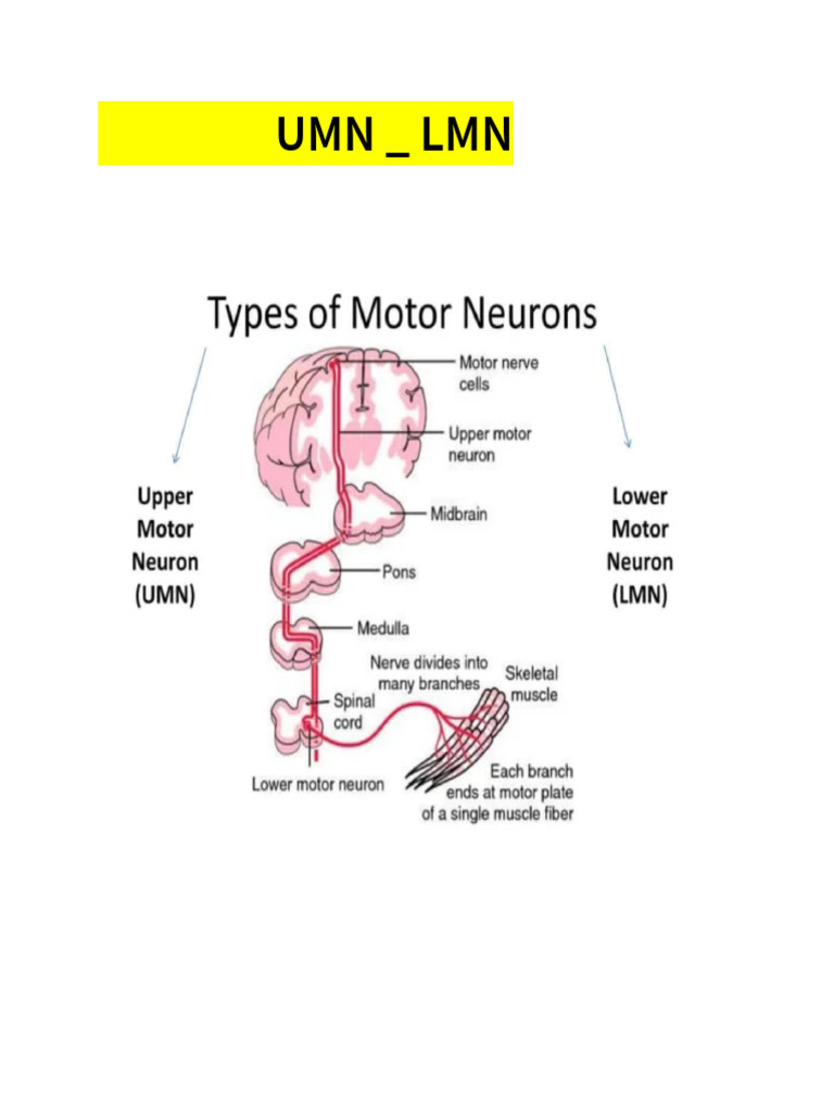UMN _ LMN-WPS Office by 109 | PDF