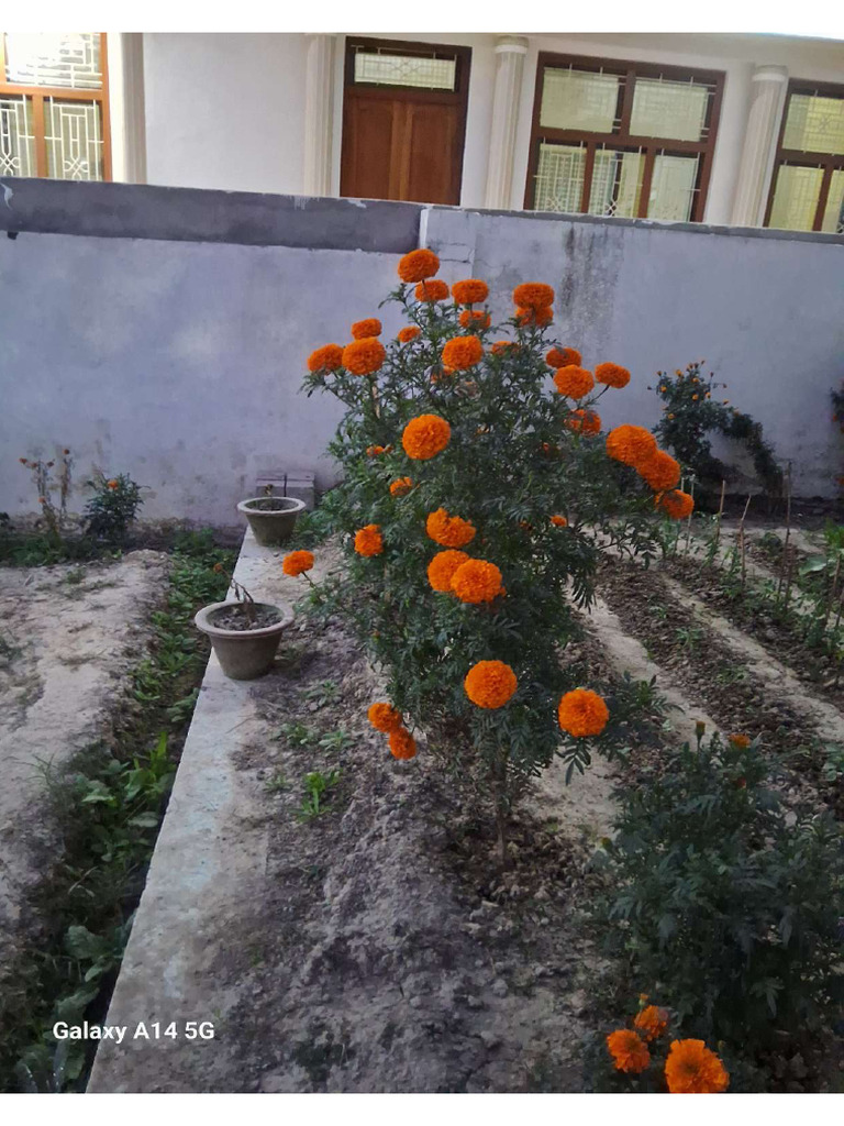 Flower | PDF