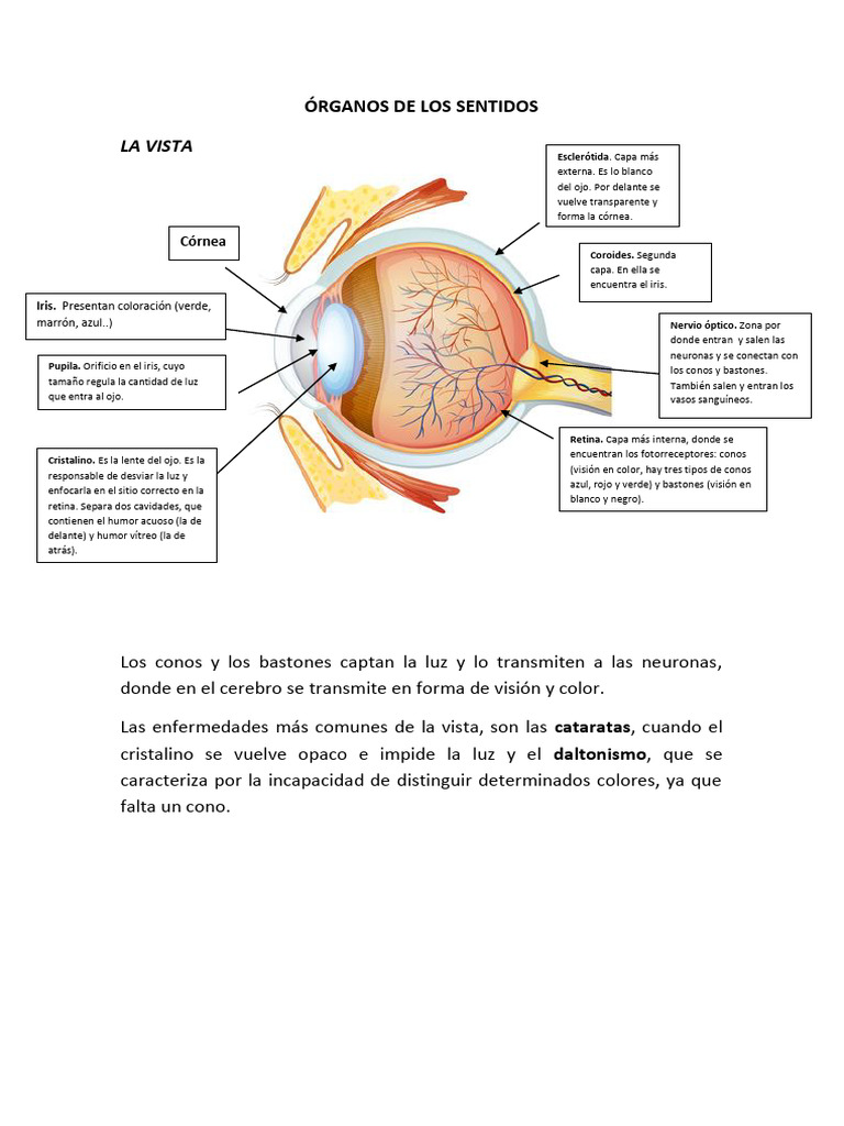 Funciones y Enfermedades de los Sentidos | PDF | Ojo humano | Escuchando