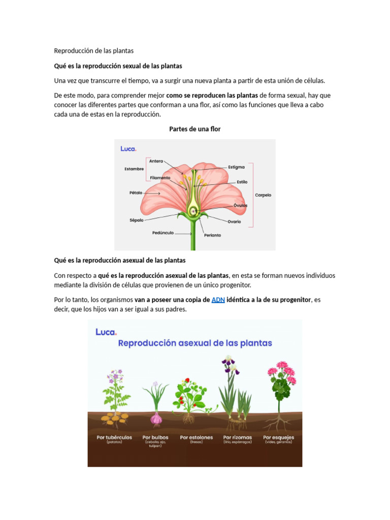 Reproducción de las plantas | PDF