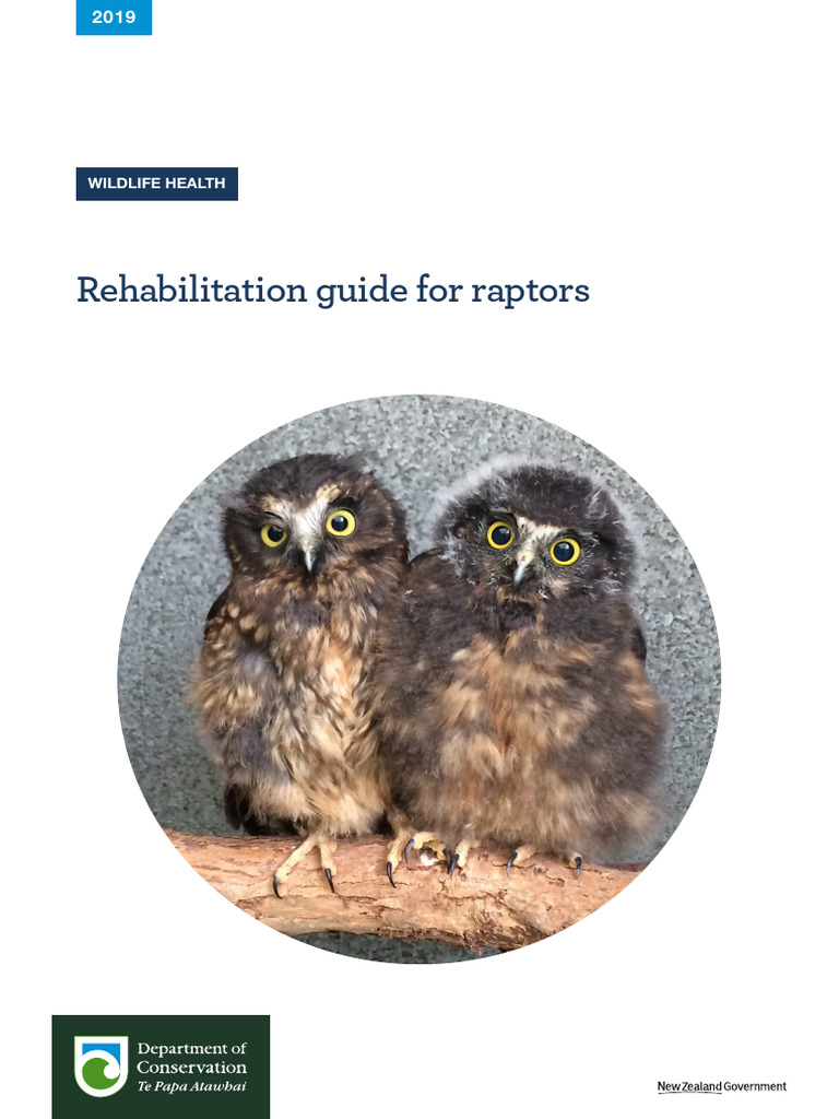 raptors-rehabilitation-guide | PDF | Birds | Birds Of Prey