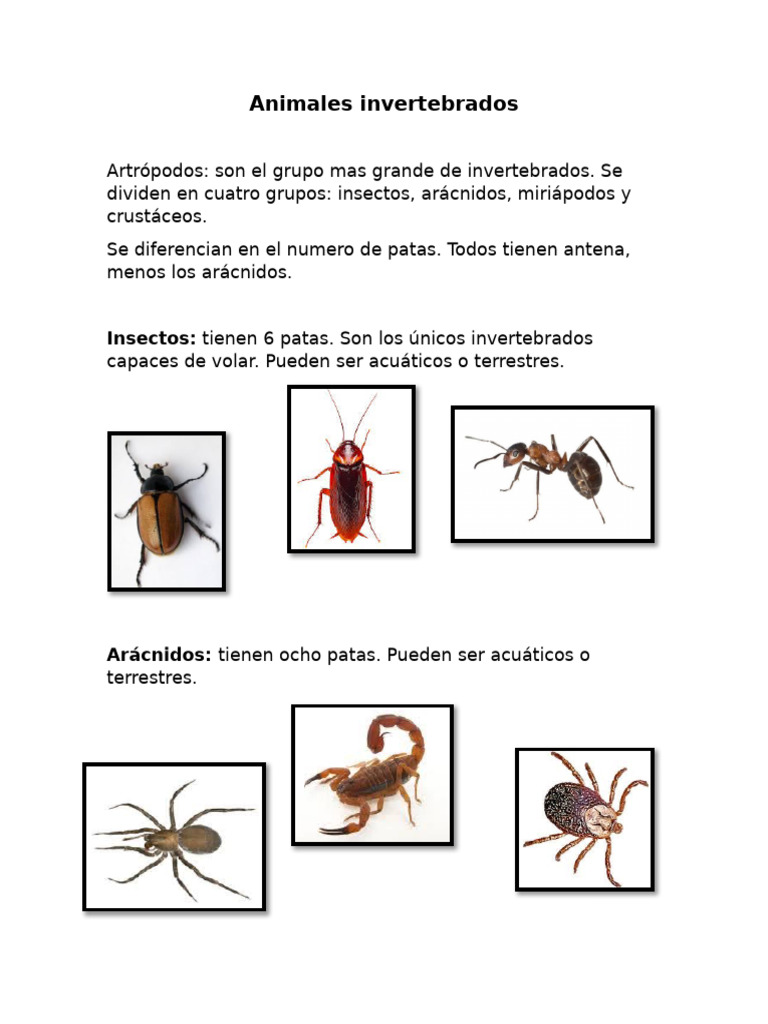 Clasificación de Animales Invertebrados | PDF