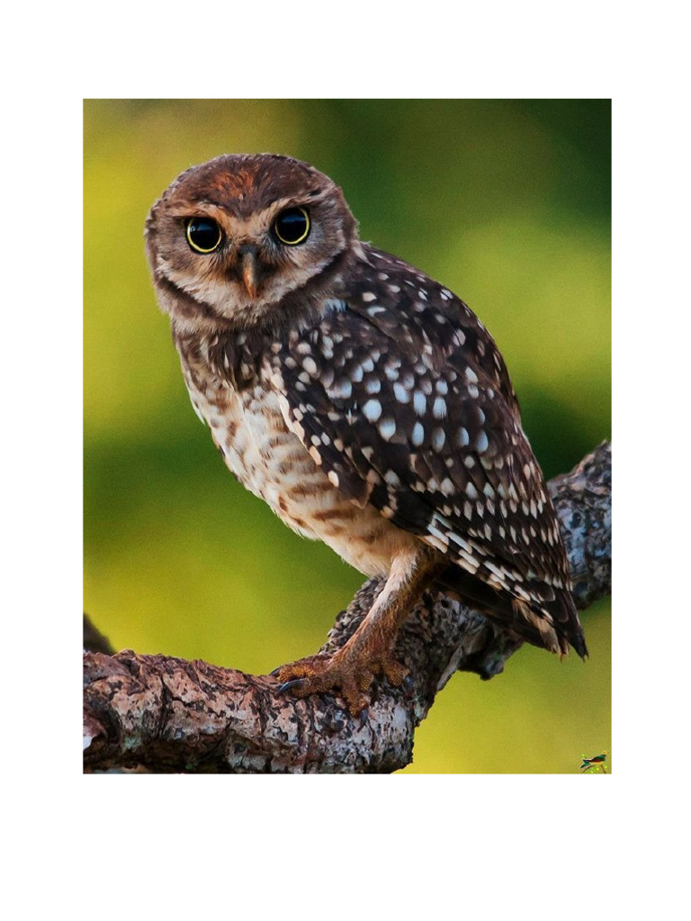 Curiosidades sobre Corujas | PDF