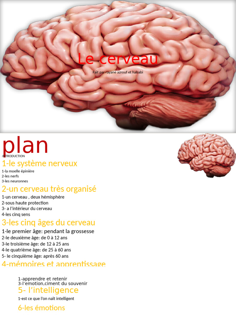 Projet Doc Sur Le Cerveau | PDF | Cerveau | Sens (physiologie)