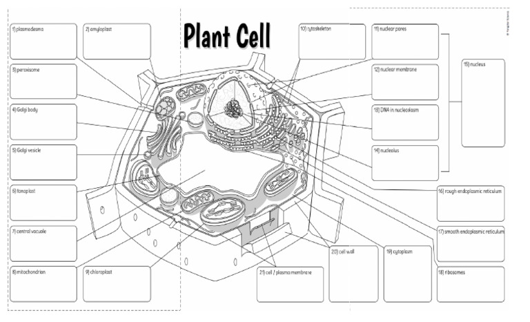 Plant Cell Prints | PDF