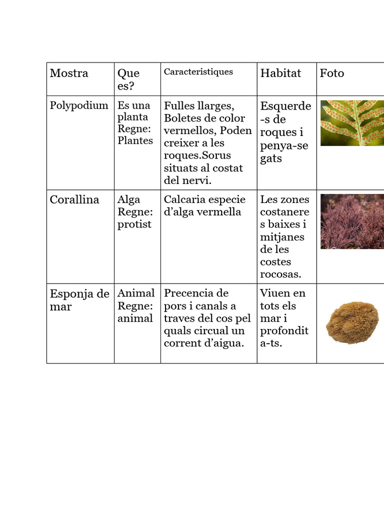 Document Sense Títol - Documents de Google | PDF