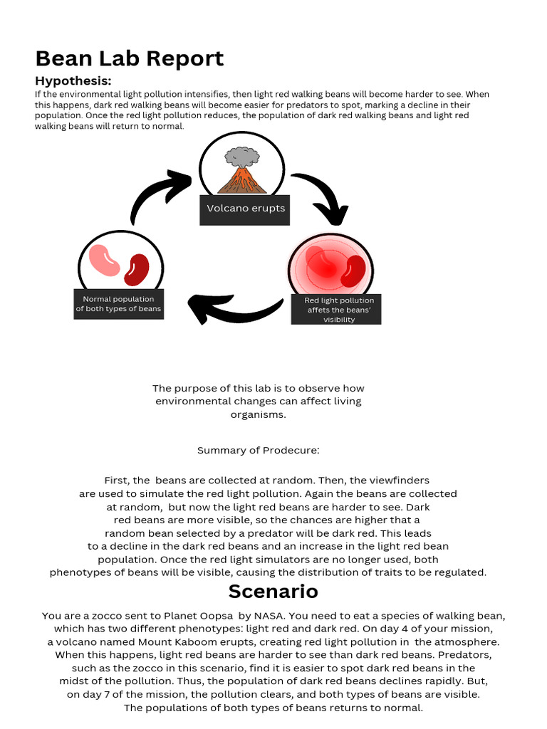 Beans Lab Report | PDF | Natural Selection | Phenotype