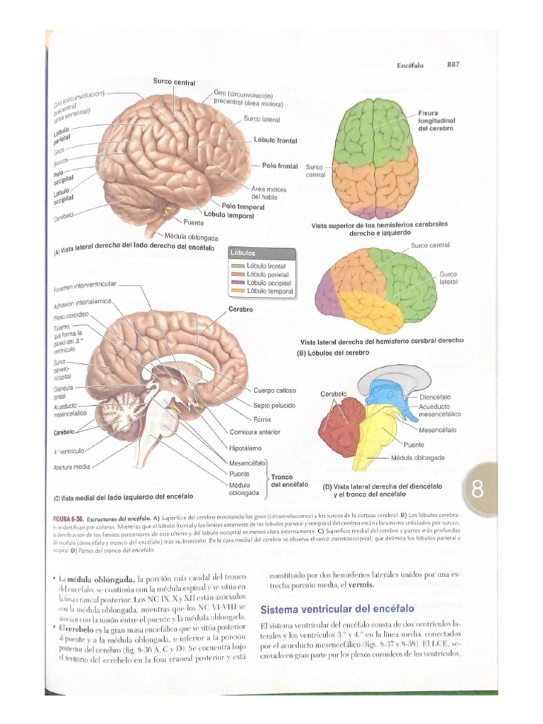 Encéfalo | PDF