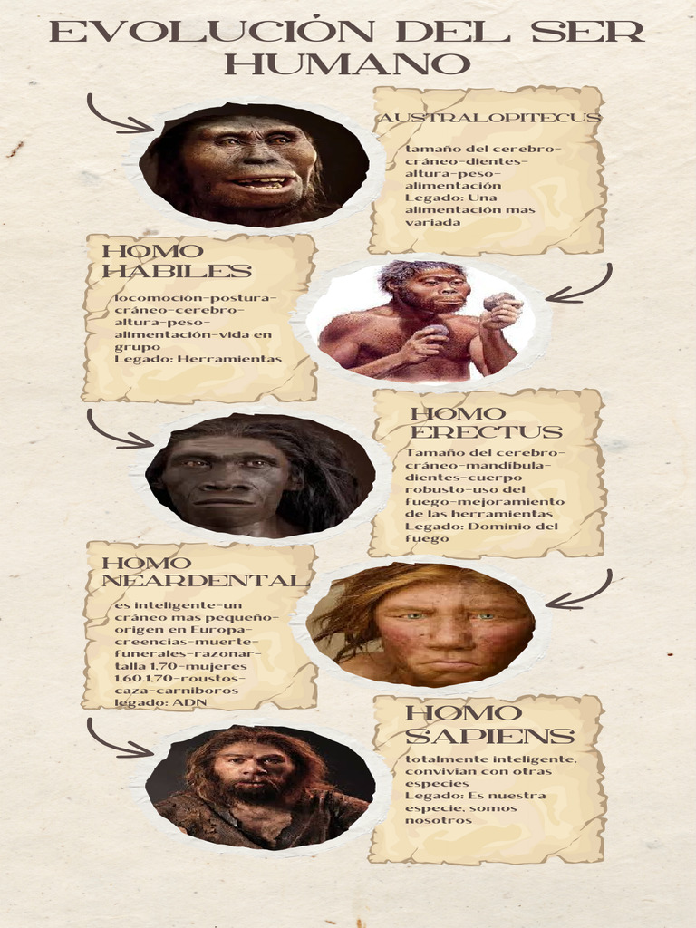 Evolución Del Ser Humano | PDF