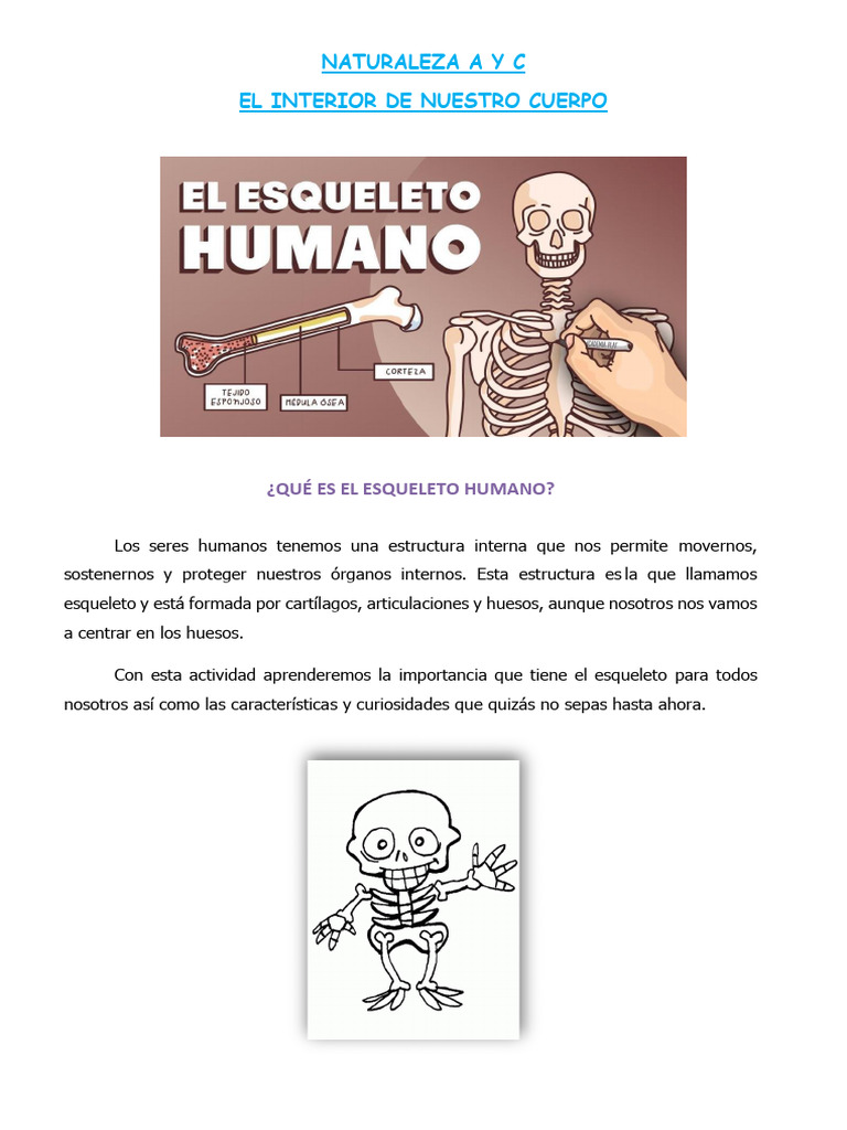 Secuencia El Esqueleto Humano | PDF | Esqueleto | Hueso