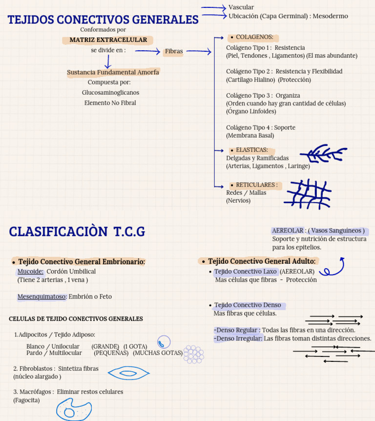 Estructura de Tejidos Conectivos | PDF | Tejido conectivo | Anatomía
