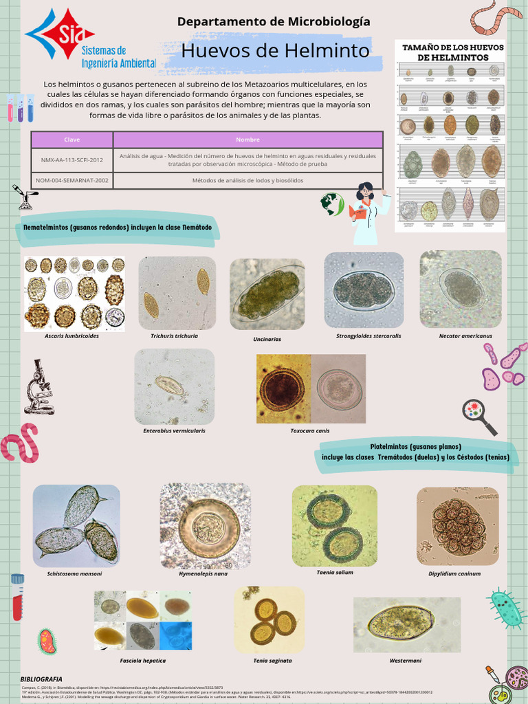 Huevos de Helminto | PDF | Animales y humanos | Parasitología