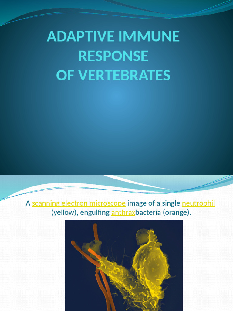 Vertebrate Adaptive Immune Response | PDF | Antibody | Immune System