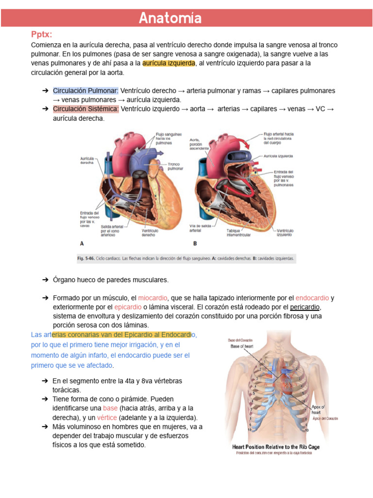 Anatomía del Corazón: Estructura y Función | PDF | Corazón | Ventrículo ...