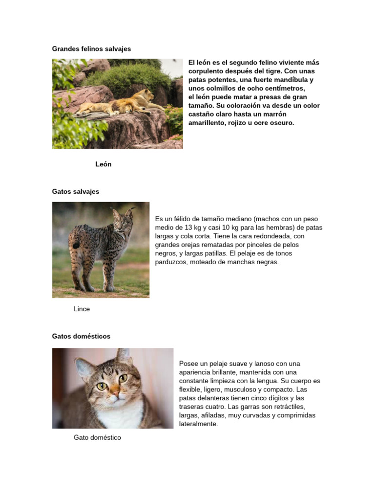 Características de grandes felinos | PDF