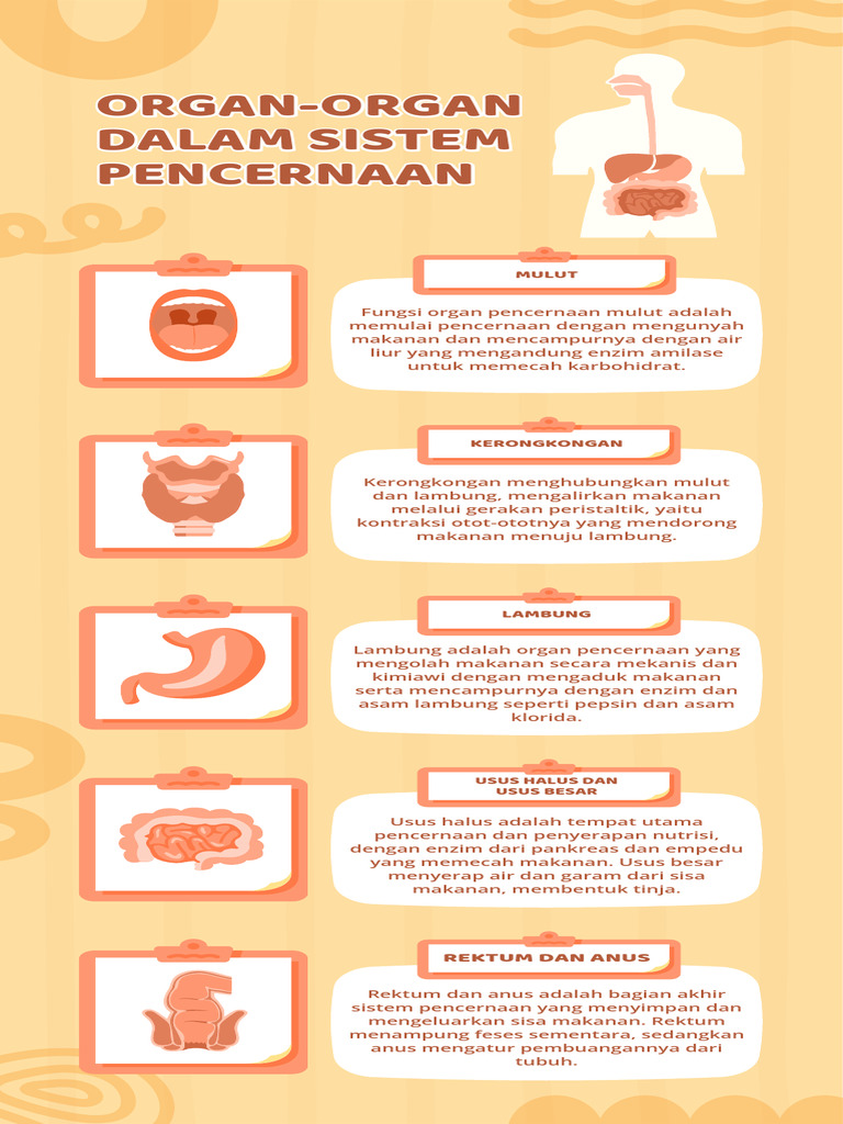 Organ-Organ Dalam Sistem Pencernaan Infografis Kuning Dan Oranye ...