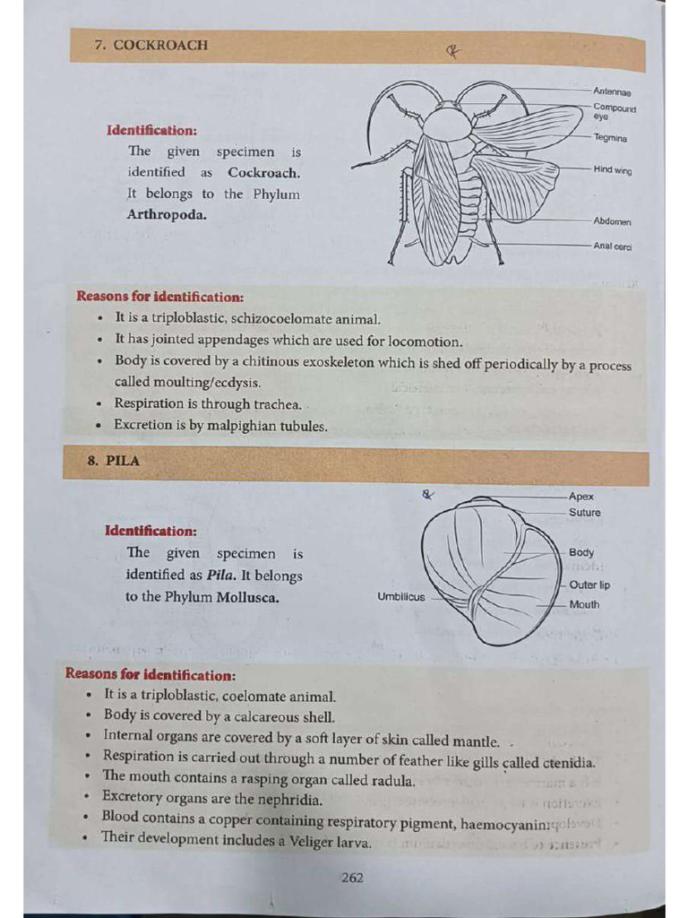 11 TH Zoology Pratical | PDF
