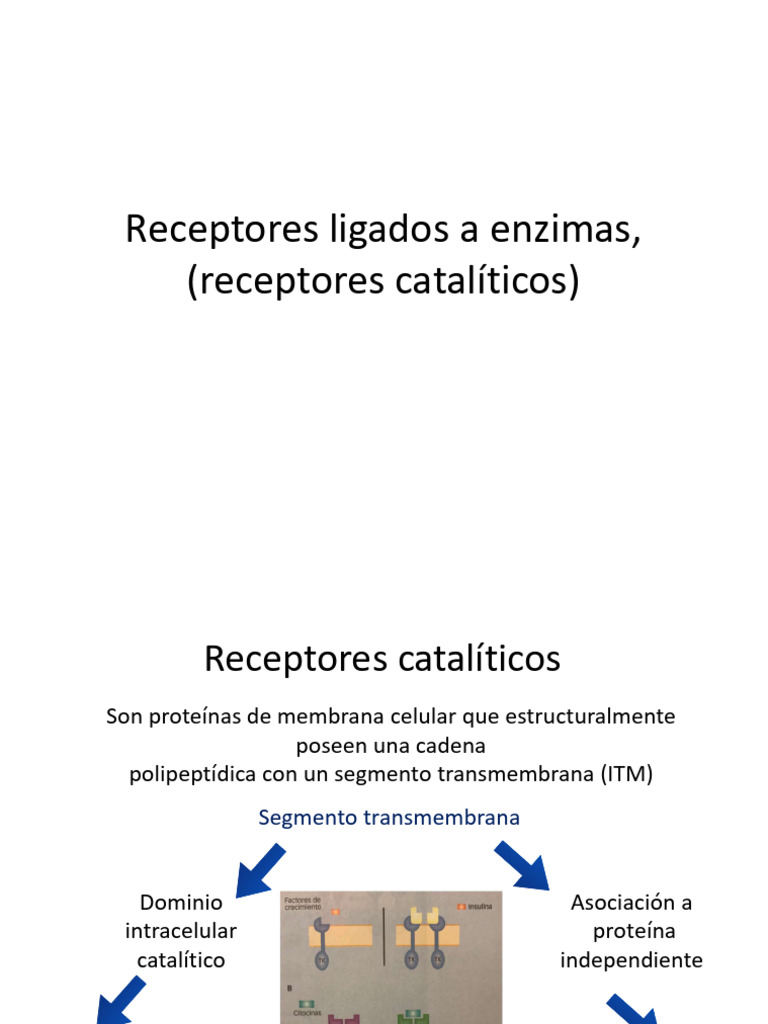 Receptores Catalíticos y su Función | PDF | Receptor (Bioquímica) | Quinasa