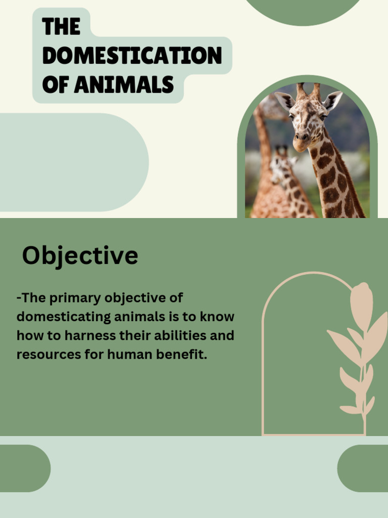 Domesticationofanimalssts 11 | PDF | Domestication | Livestock